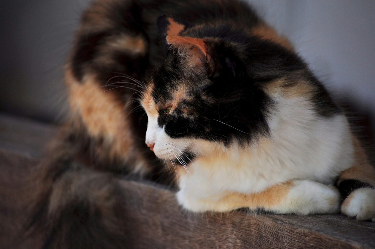 Guide to Mixed Breed Alley Cats by Color