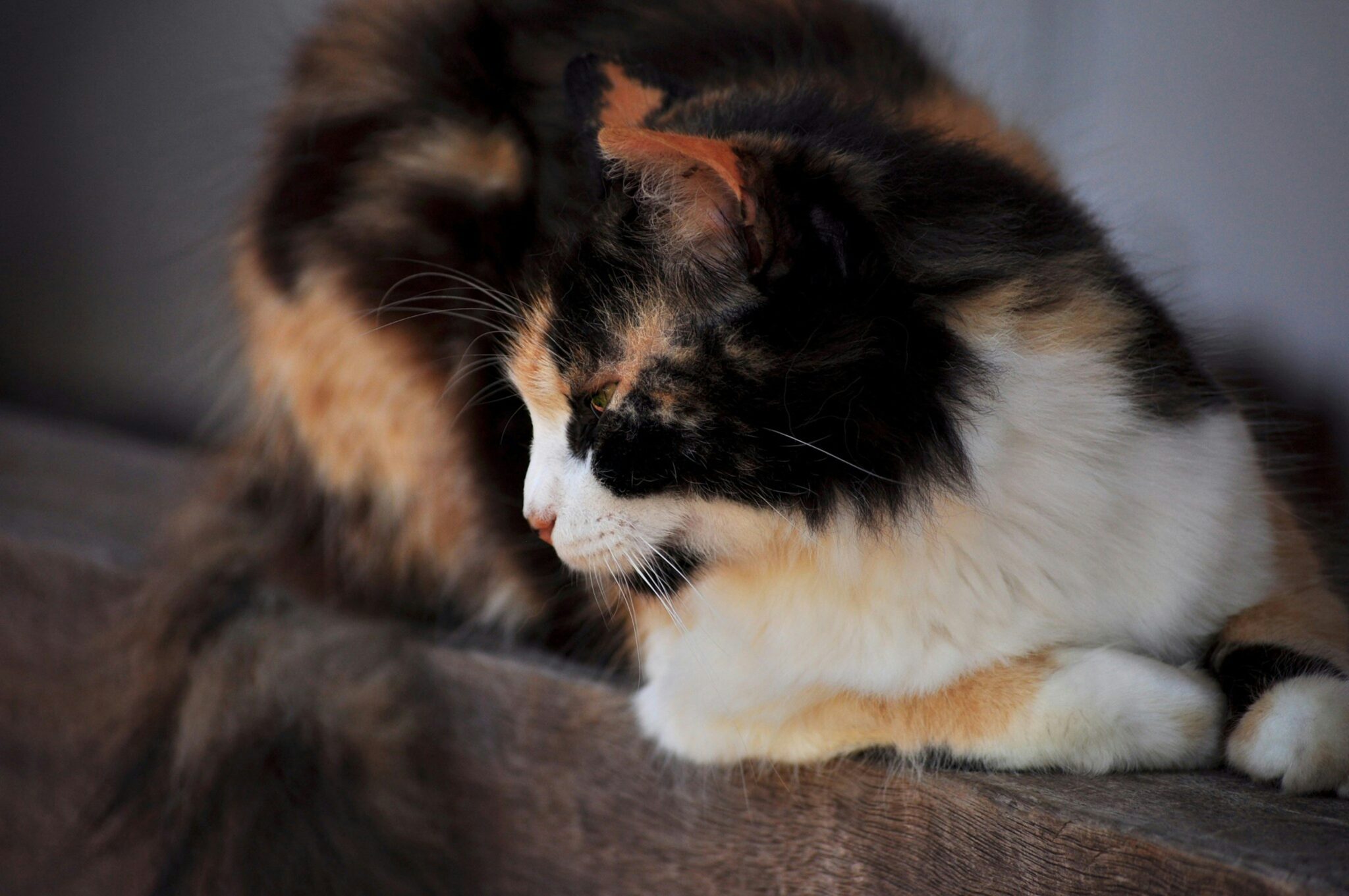 Guide to Mixed Breed Alley Cats by Color